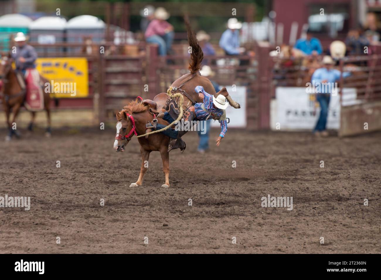 A cowboy is riding a bucking bronco at a rodeo. He is falling off. An ...