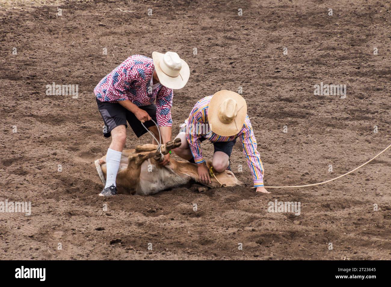 Two cowboys at a rodeo are untying calf after a cowboy has roped its ...