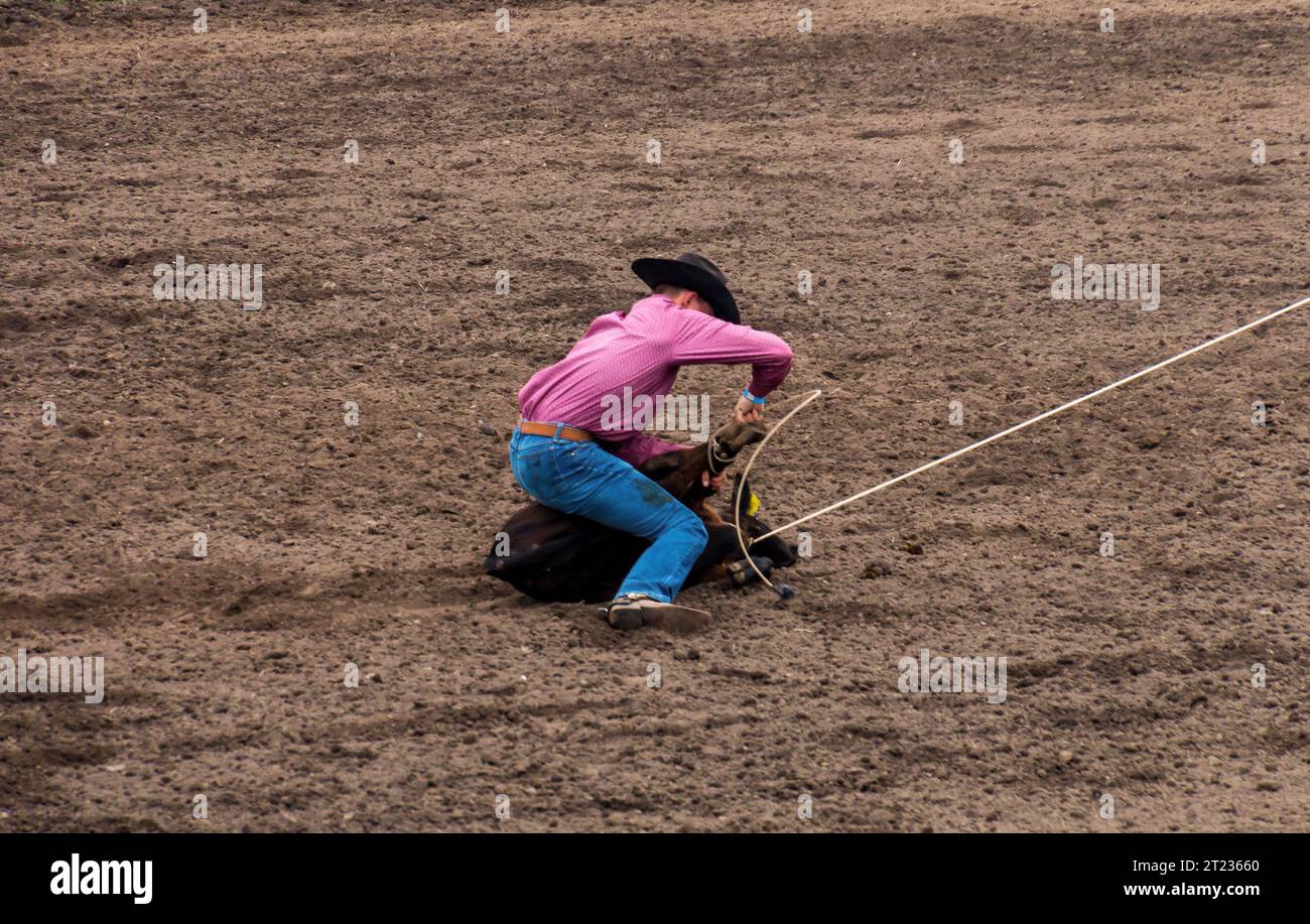 A cowboy at a rodeo has roped a calf and it tying up its legs and a ...