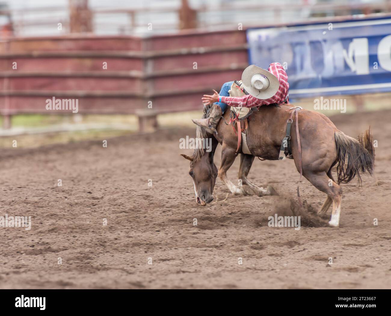 A cowboy is riding a bucking bronco at a rodeo. He is falling off. An ...