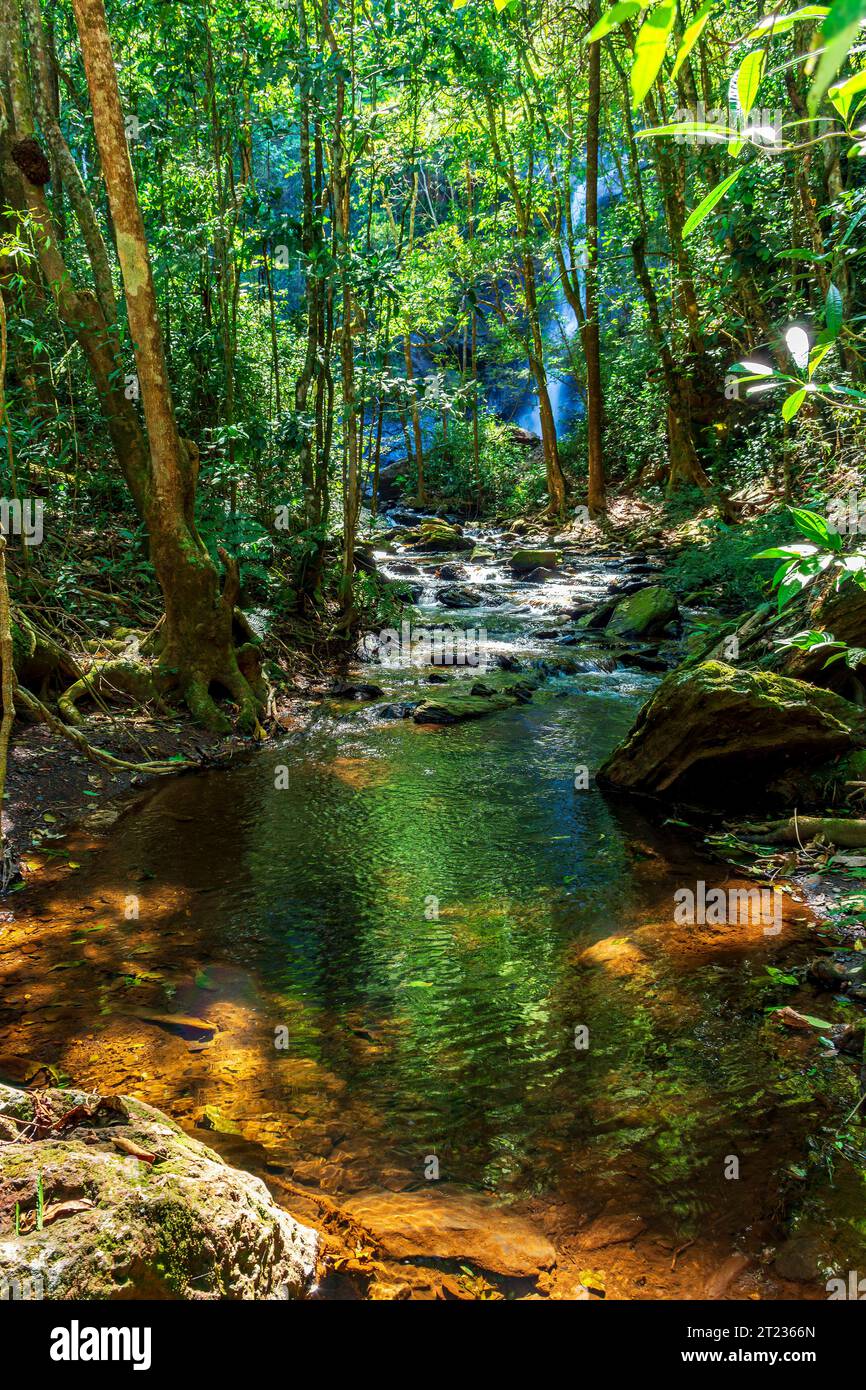 Dense rainforest vegetation crossed by the river amidst the rocks with ...