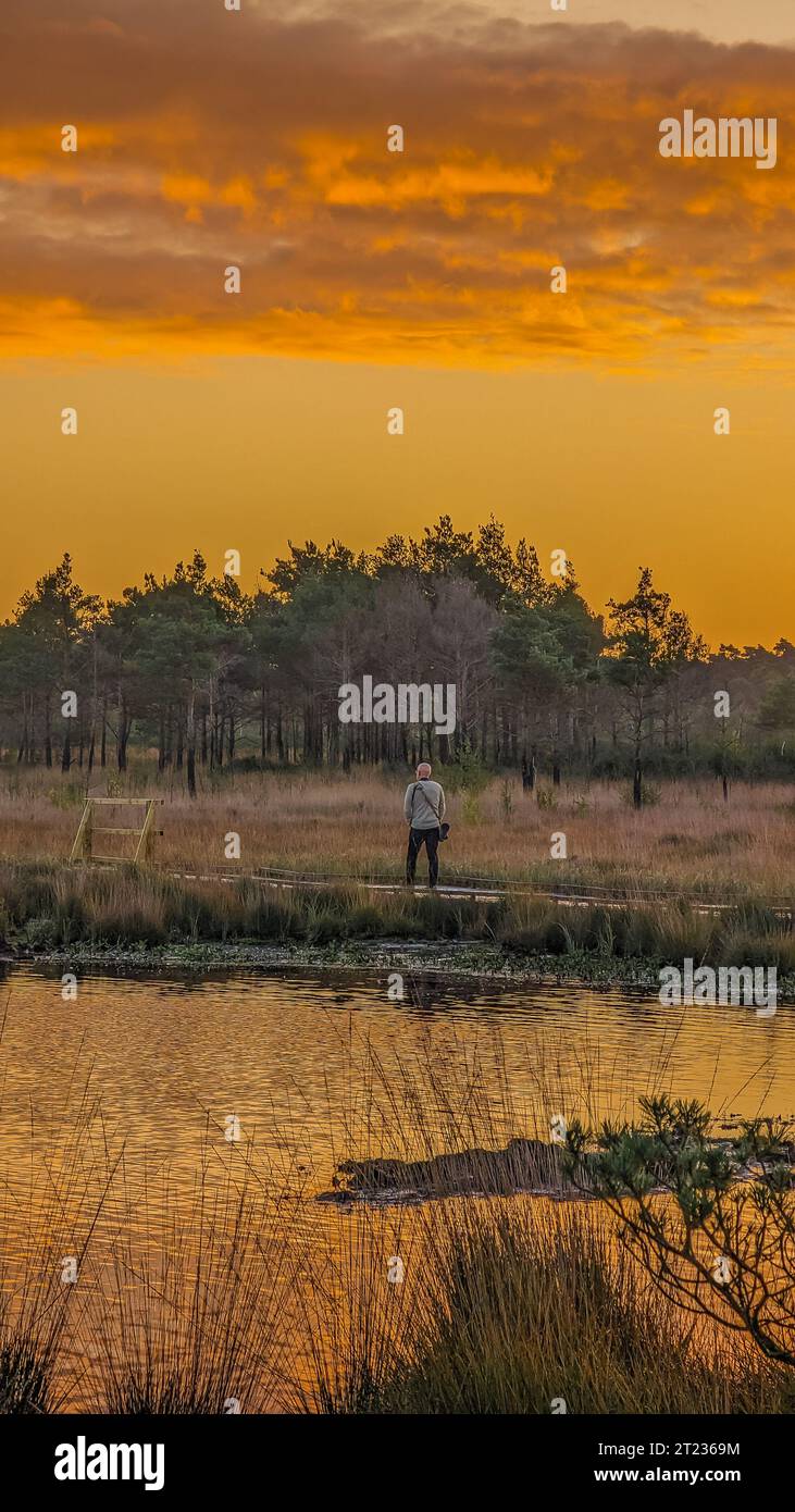 Thursley Common National Nature Reserve October Autumn sunrise golden ...