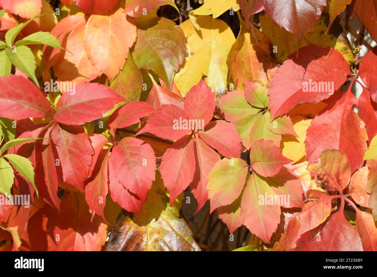 Red leaves yellow leaves hi-res stock photography and images - Alamy
