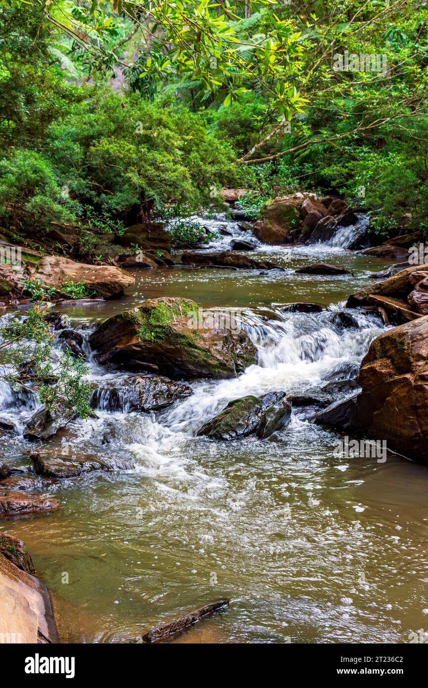 Stream of calm waters between rocks and surrounded by rainforest ...