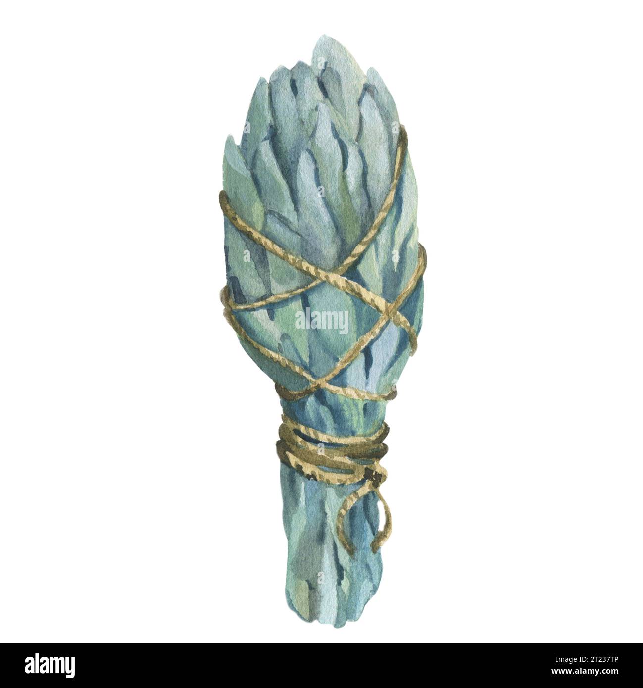 Bouquet of white sage for smudging and fortune telling, painted in ...