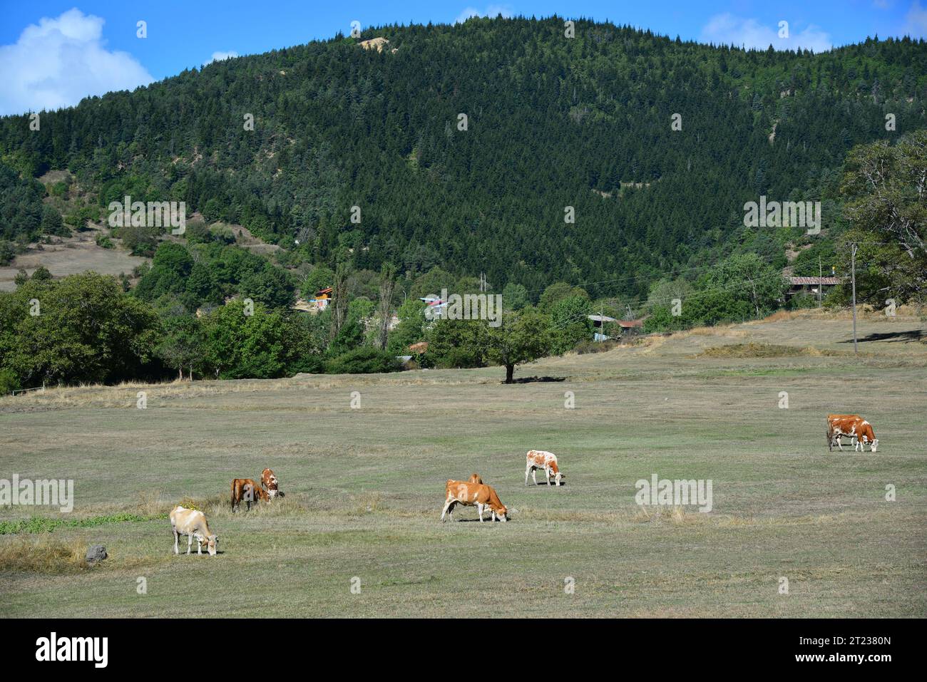 Animals grazing in rural areas in Savsat, Artvin, Turkey Stock Photo ...
