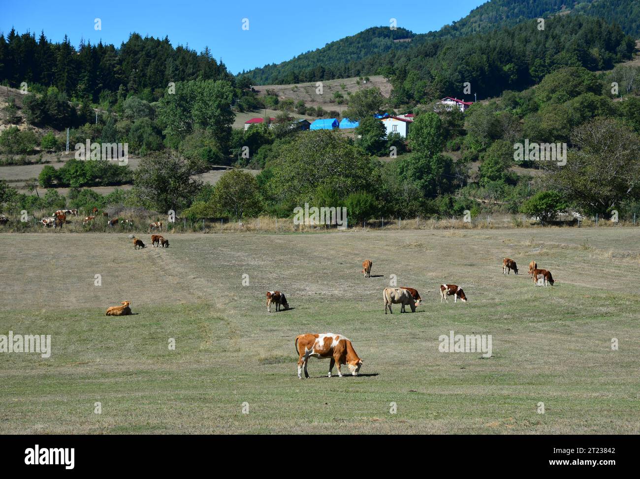 Animals grazing in rural areas in Savsat, Artvin, Turkey Stock Photo ...
