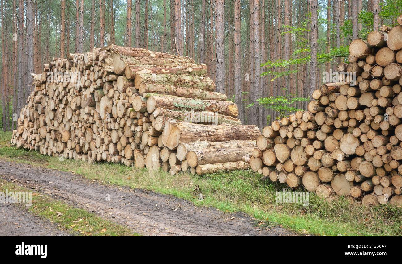Stacked logs in a forest, deforestation concept, selective focus Stock ...