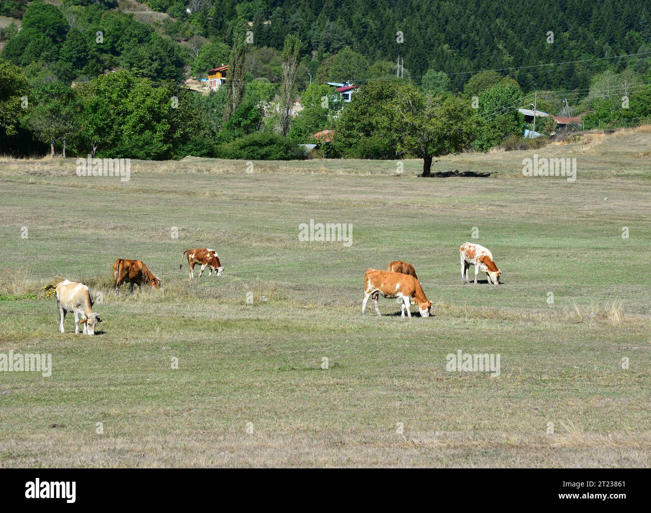 Animals grazing in rural areas in Savsat, Artvin, Turkey Stock Photo ...