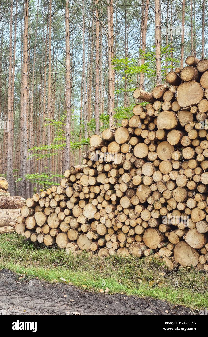 Stacked logs in a forest, deforestation concept, selective focus Stock ...