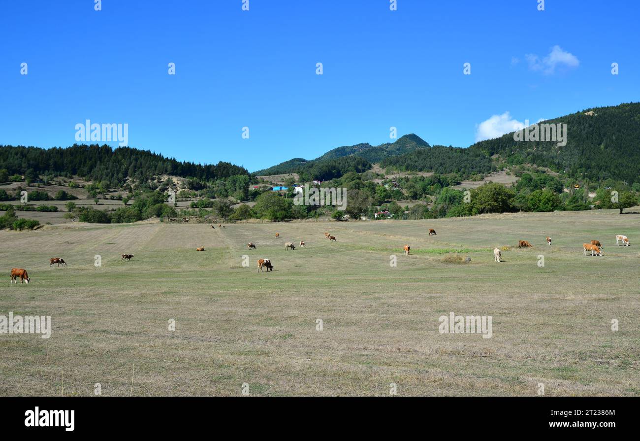 Animals grazing in rural areas in Savsat, Artvin, Turkey Stock Photo ...