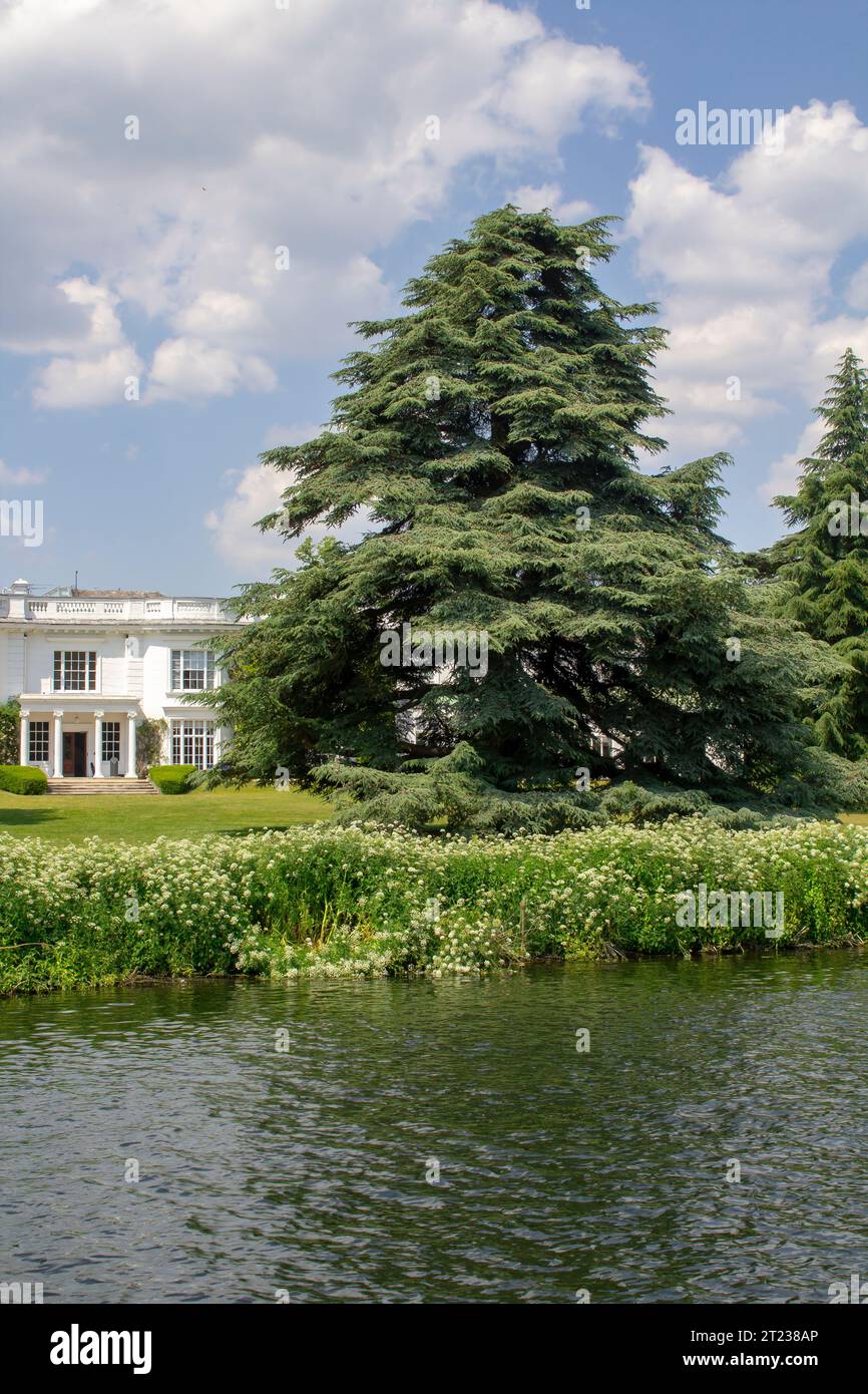 Tall mature tree hi-res stock photography and images - Alamy