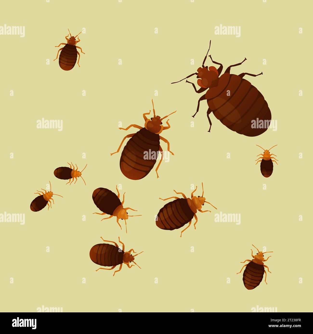 Bed Bugs - Genus Cimex - Stock Illustration as EPS 10 File Stock Vector ...