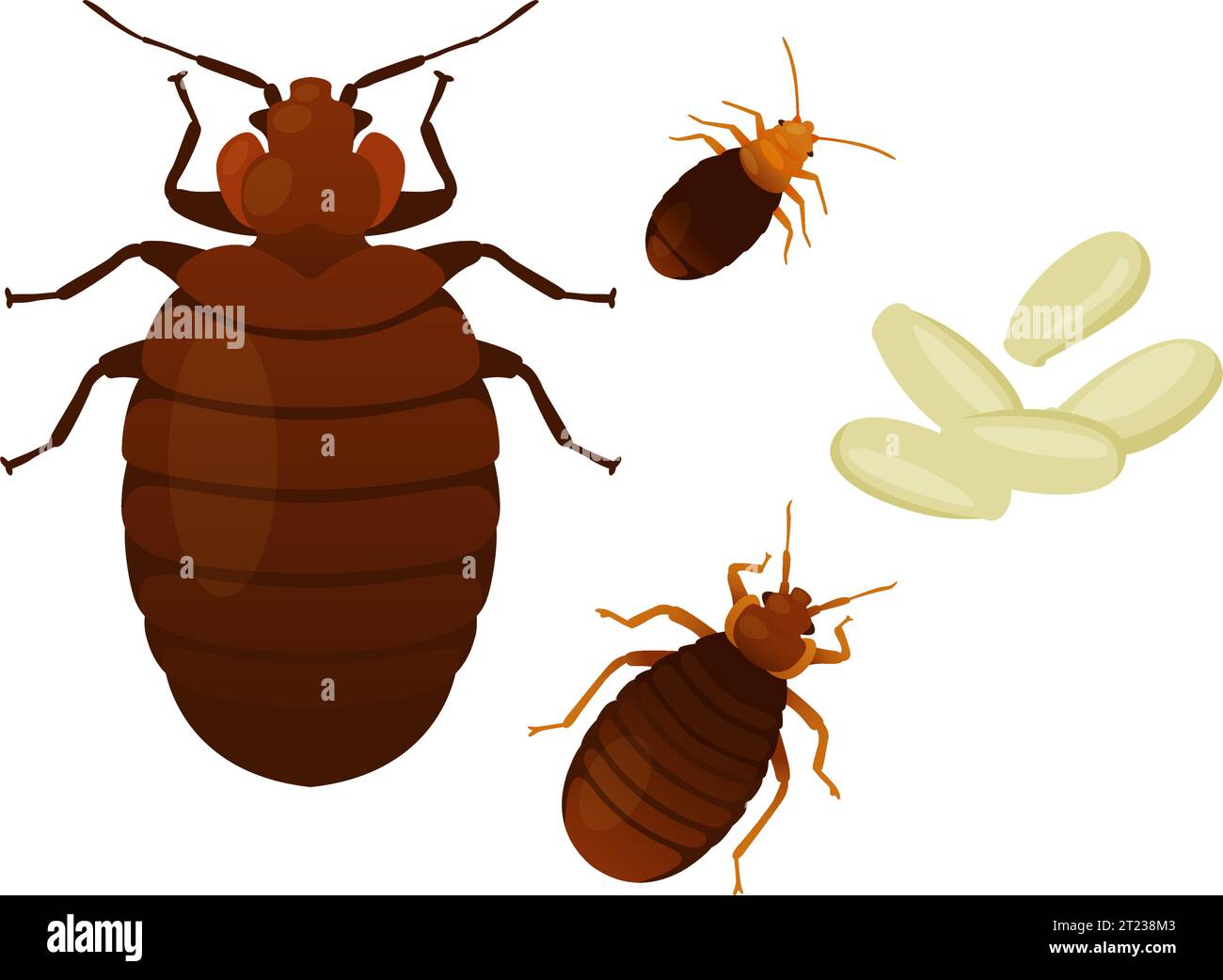 Bed Bugs Genus Cimex Stock Illustration As Eps 10 File Stock Vector Image And Art Alamy