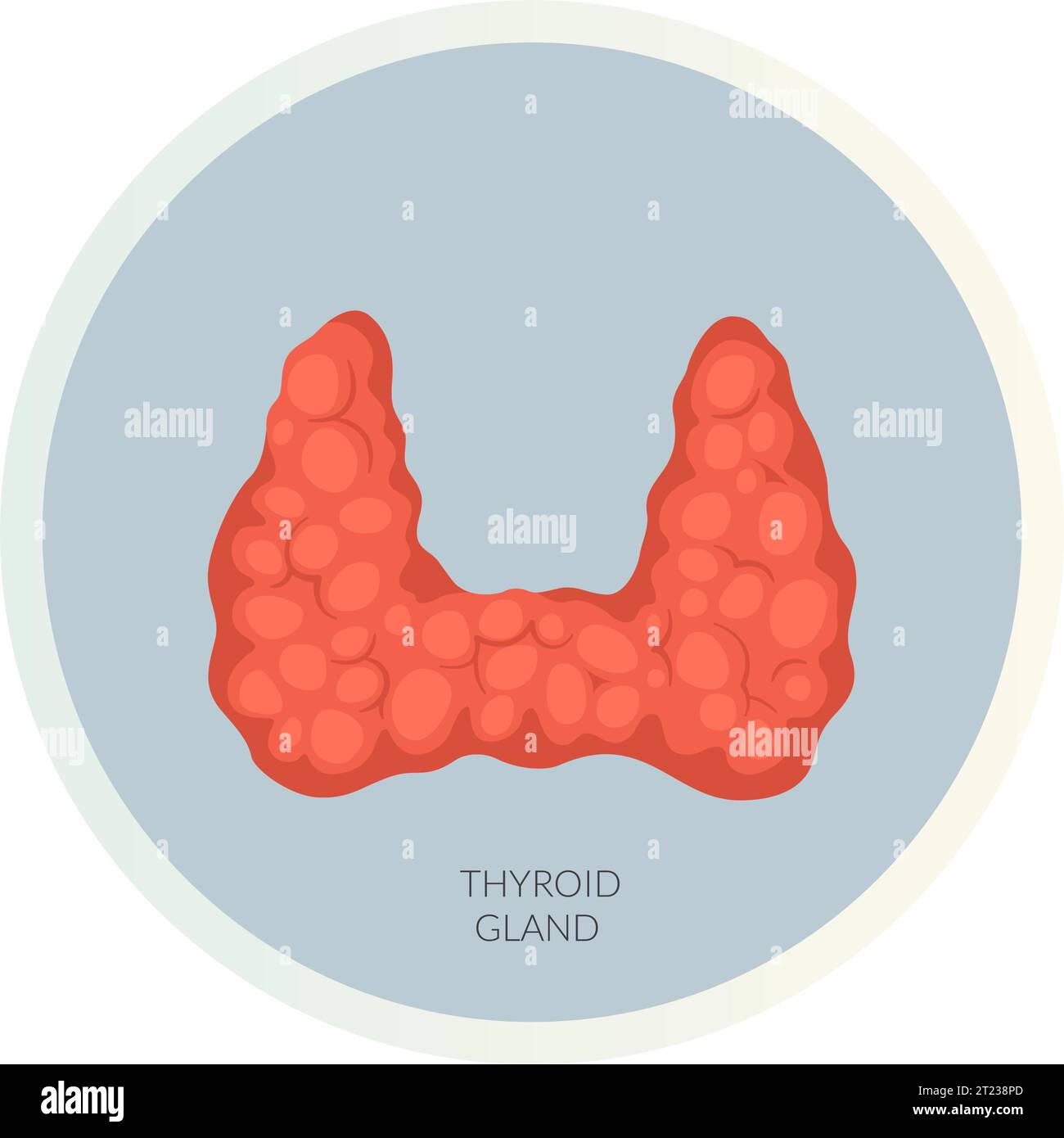 Endocrinology Stock Vector Images - Alamy
