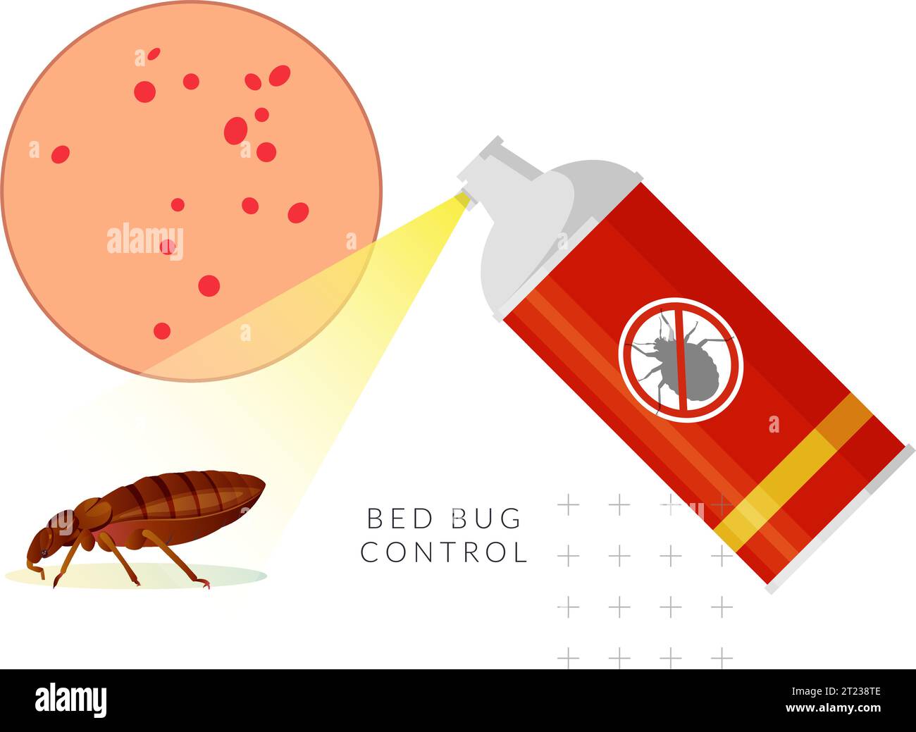 Remove Bed Bugs - Genus Cimex - Stock Illustration as EPS 10 File Stock ...
