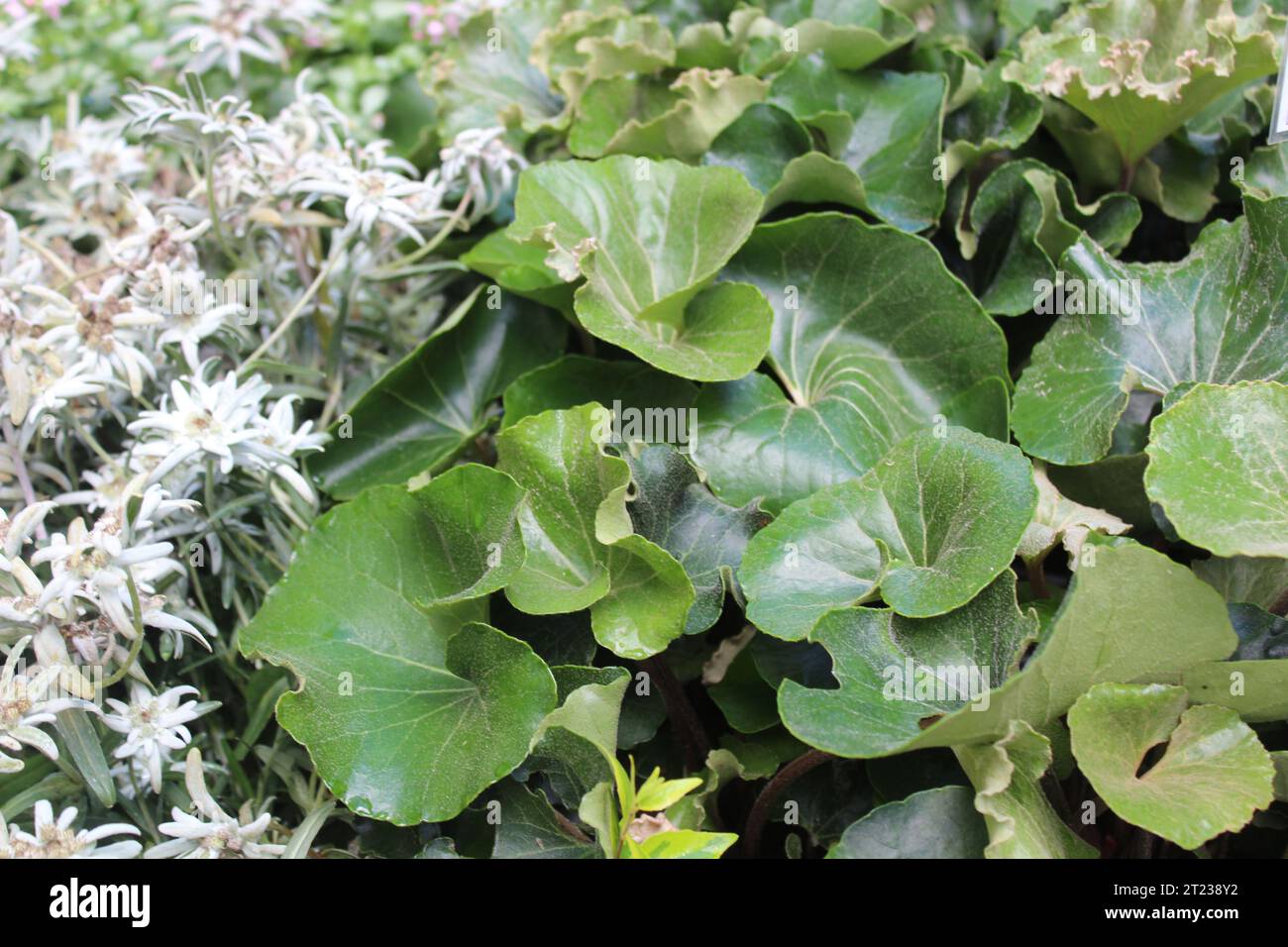 Leopard plant hi-res stock photography and images - Alamy
