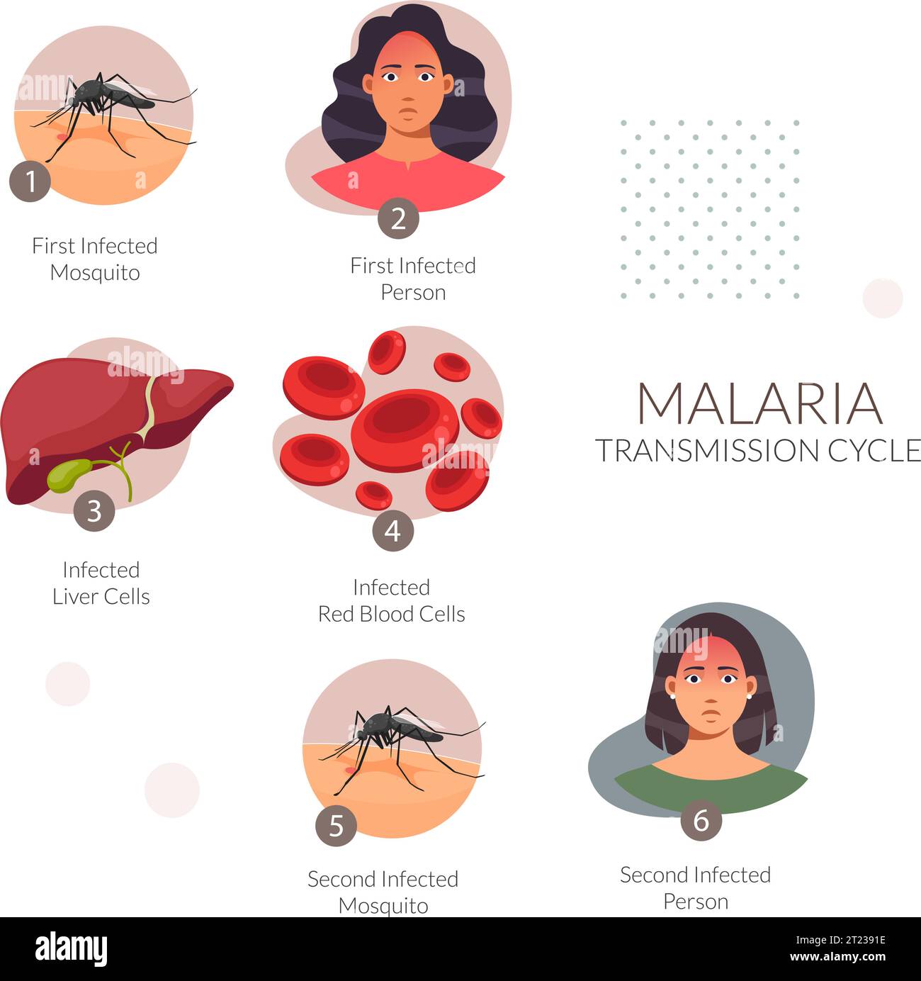 Malaria transmission Stock Vector Images - Alamy