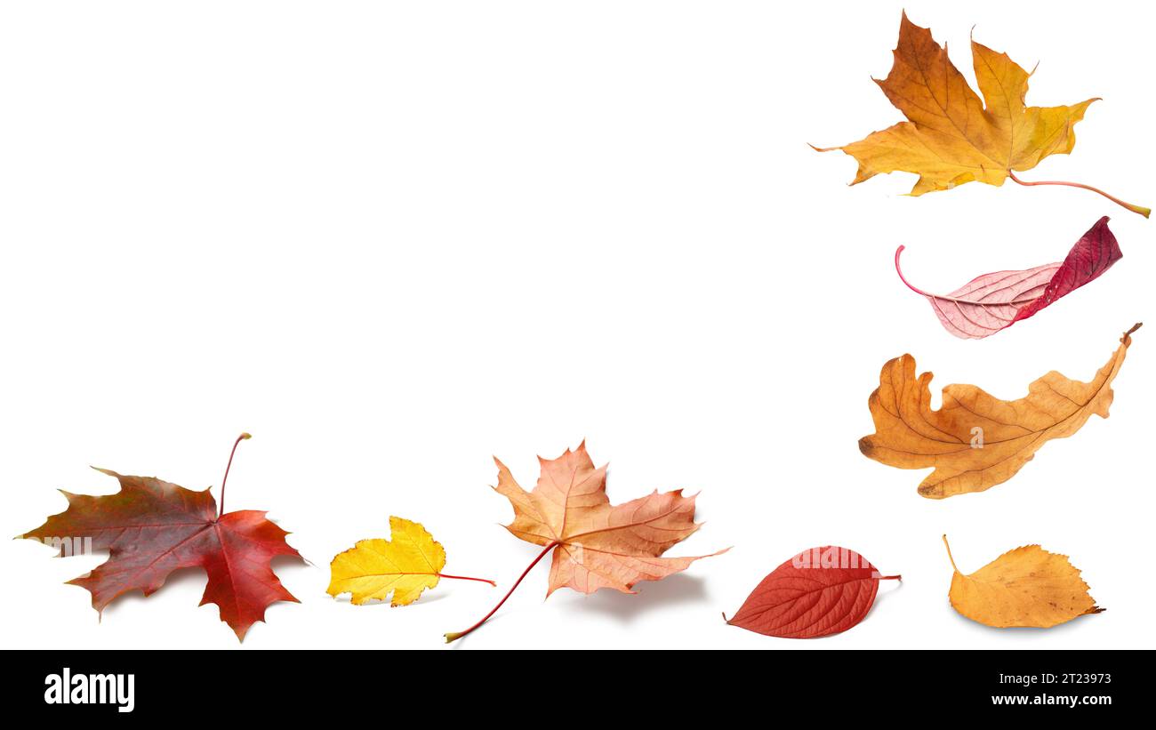 Autumn orange leaves falling down Isolated on white background Stock ...