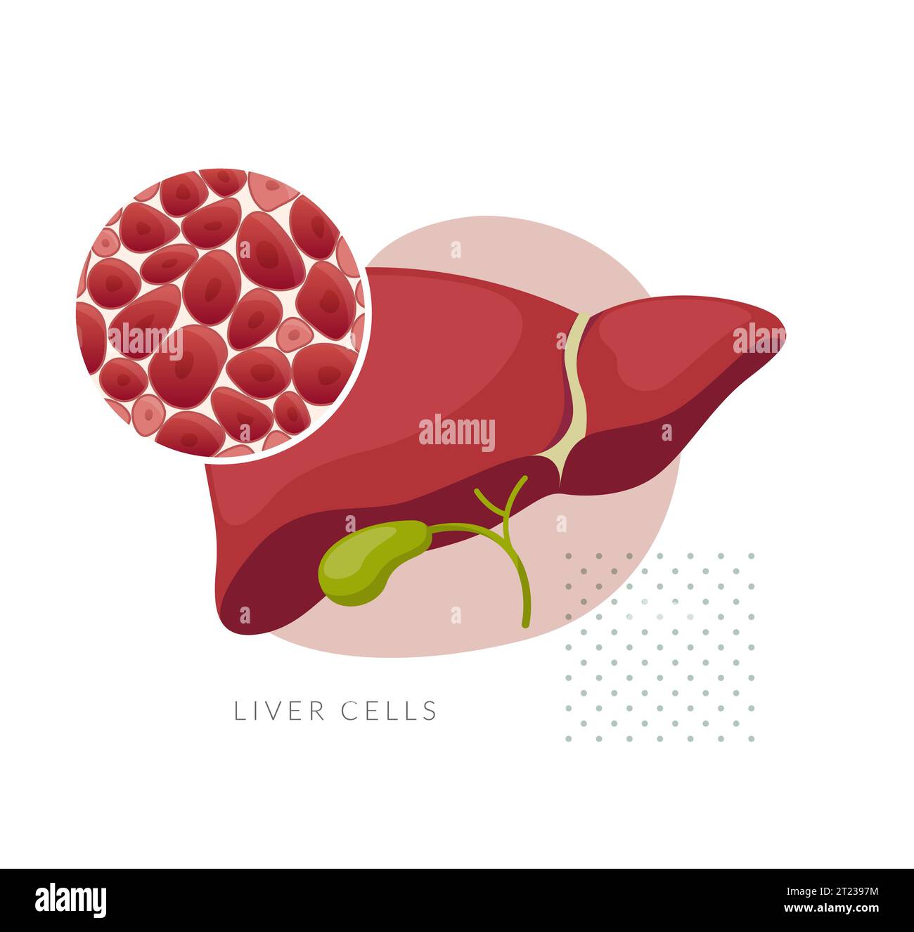 Healthy Liver - Stock Illustration as EPS 10 File Stock Vector Image ...