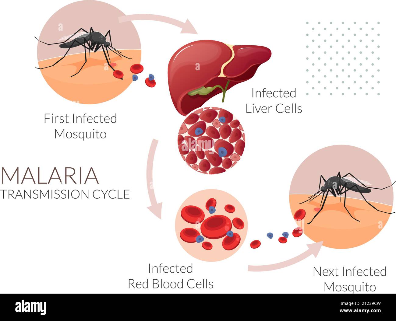 Malaria transmission Stock Vector Images - Alamy