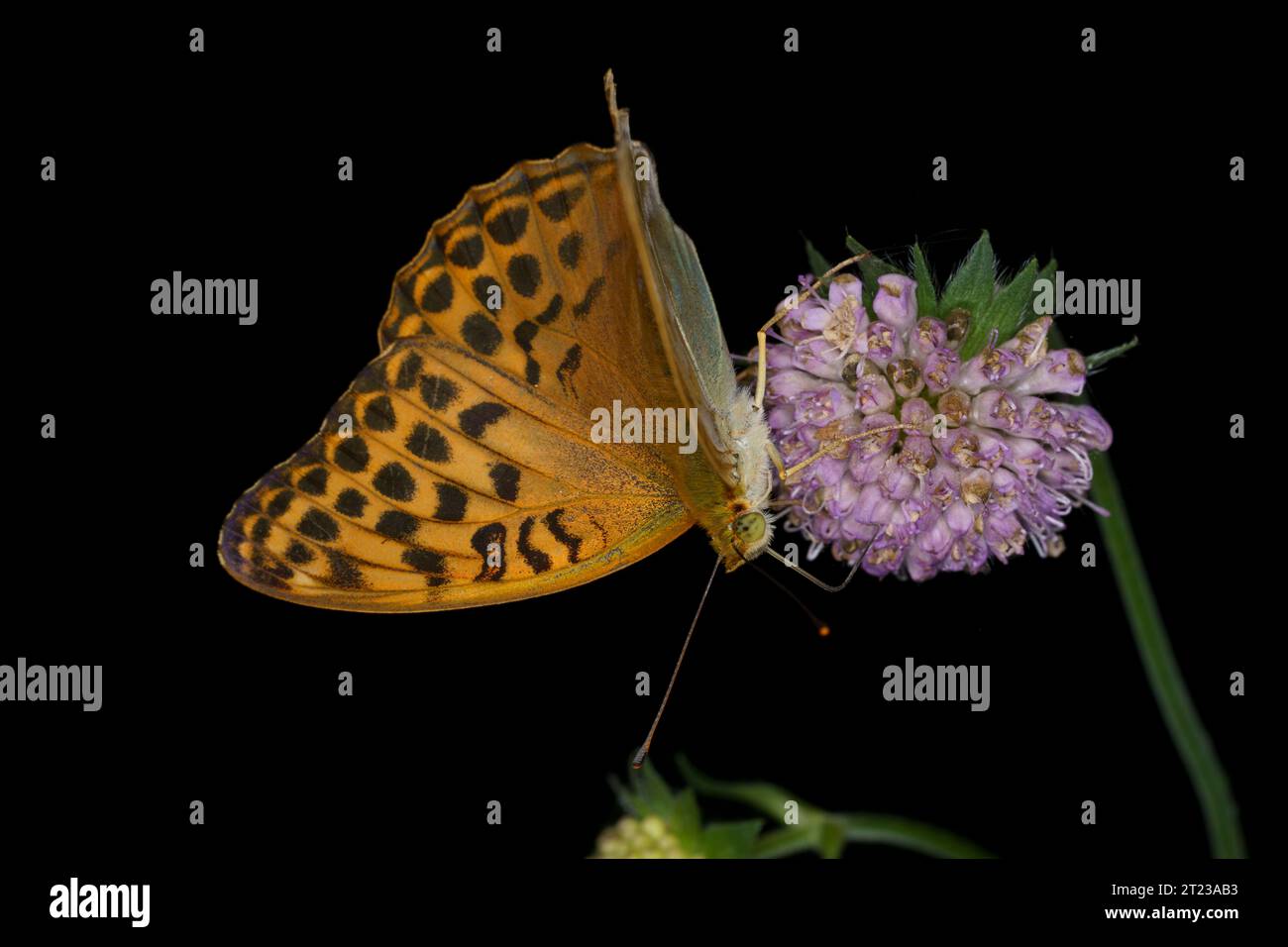 Argynnis paphia Family Nymphalidae Genus Argynnis Silver-washed ...