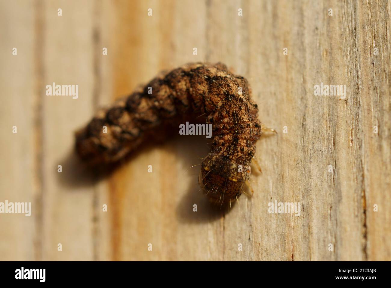 Polia nebulosa Family Noctuidae Genus Polia Grey arches moth ...