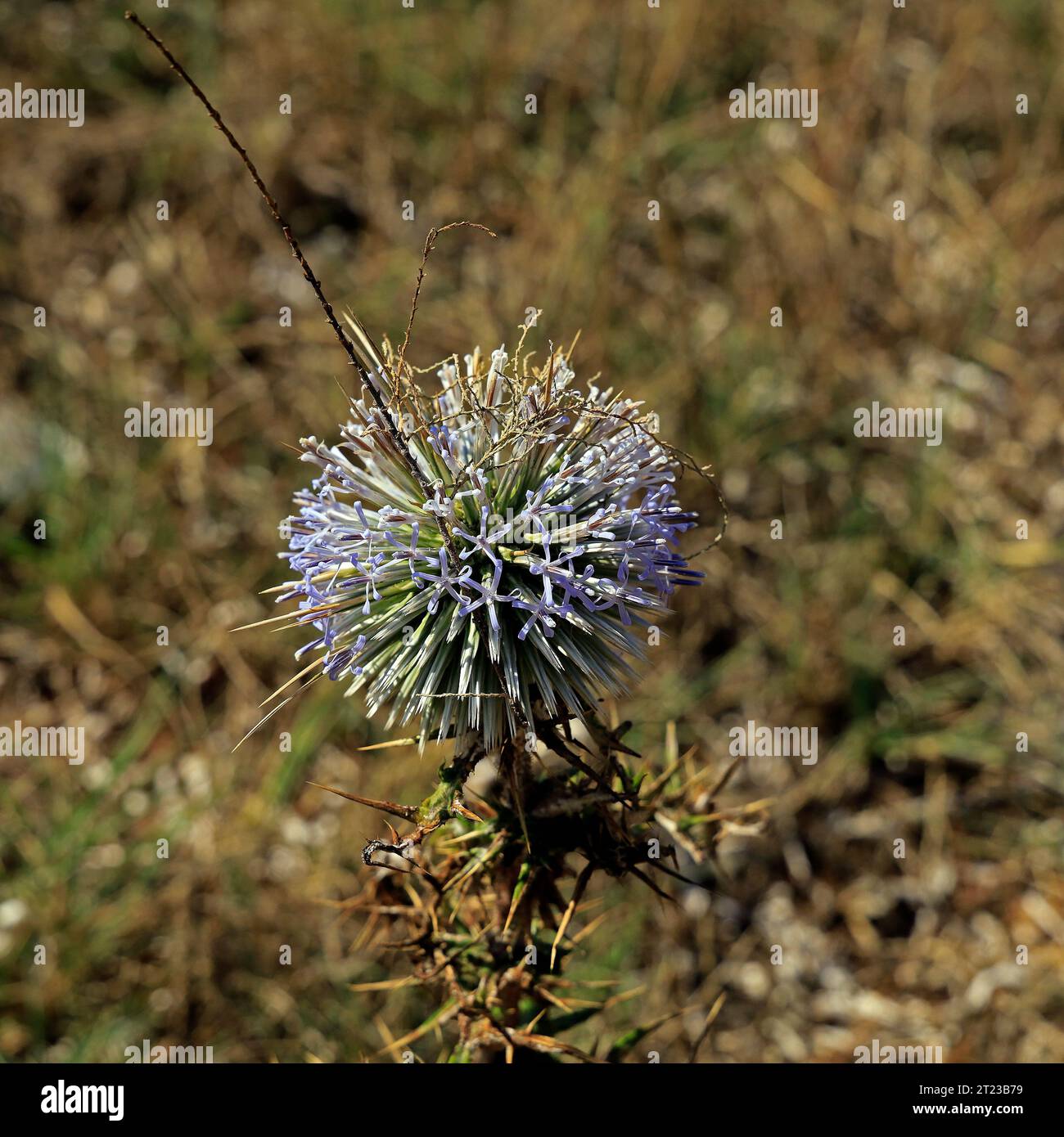 Globe thistle - echinops sphaerocephalus - growing wild, Tilos island ...