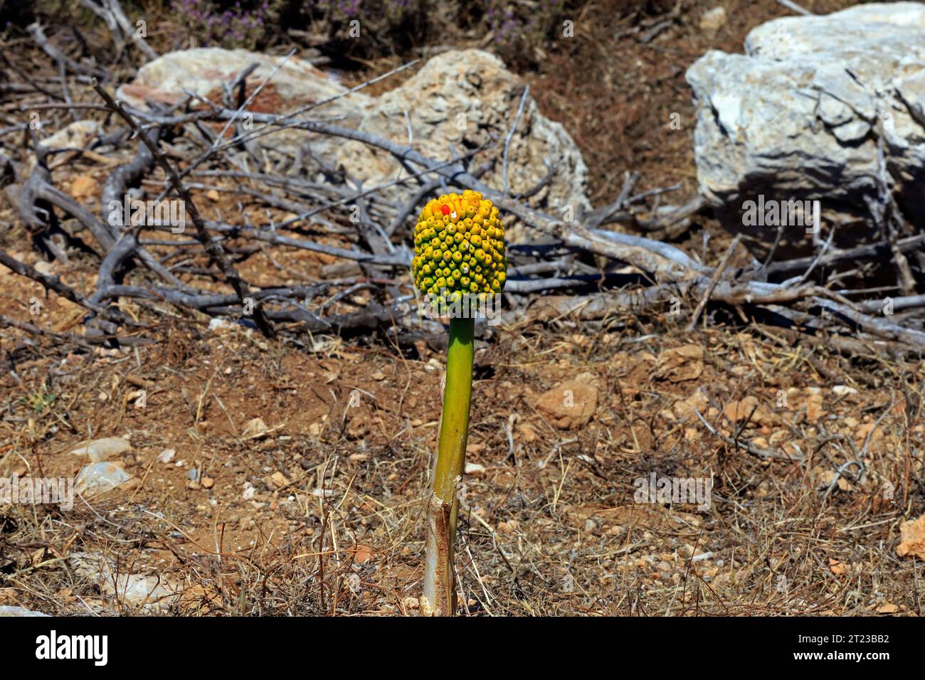 Seed / fruit head of Dracunculus vulgaris, Dragon lily, Dragon arum ...