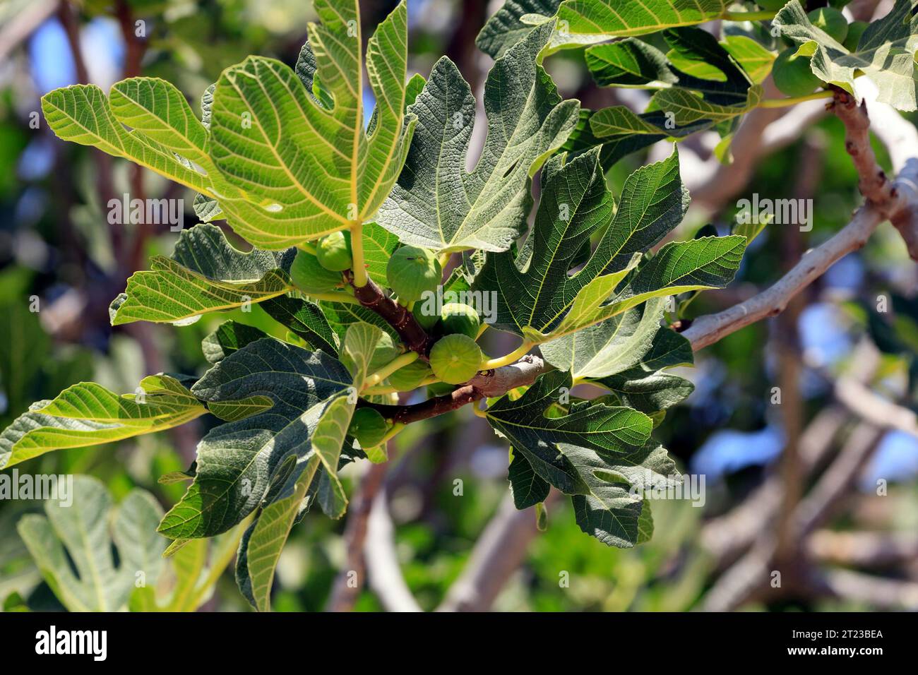 Ficus carica - Figs ripening on a tree. Greece. 2023 Stock Photo - Alamy