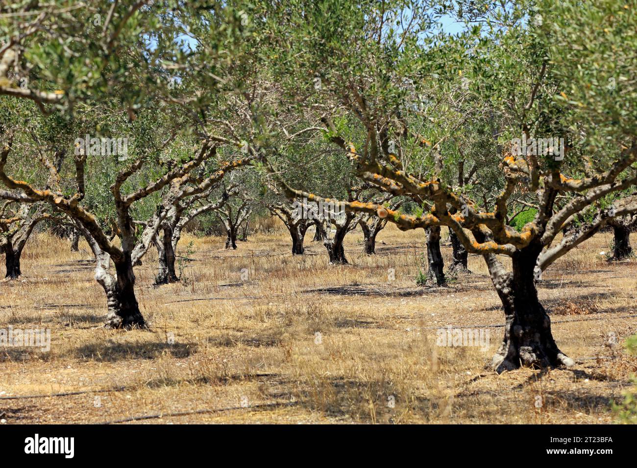 Traditional plantation olive trees grove hi-res stock photography and ...
