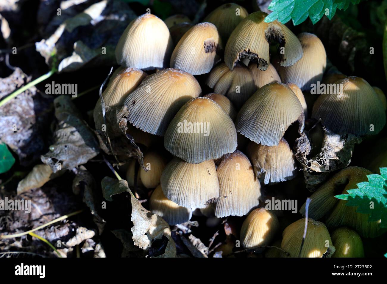 Small toadstools, woodland fungi,uk, 2023 Stock Photo - Alamy