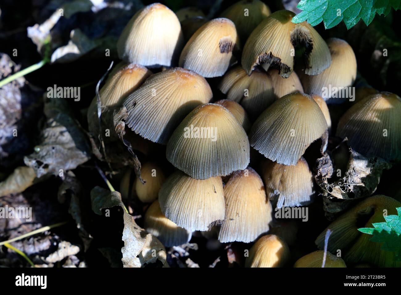 Small toadstools, woodland fungi,uk, 2023 Stock Photo - Alamy