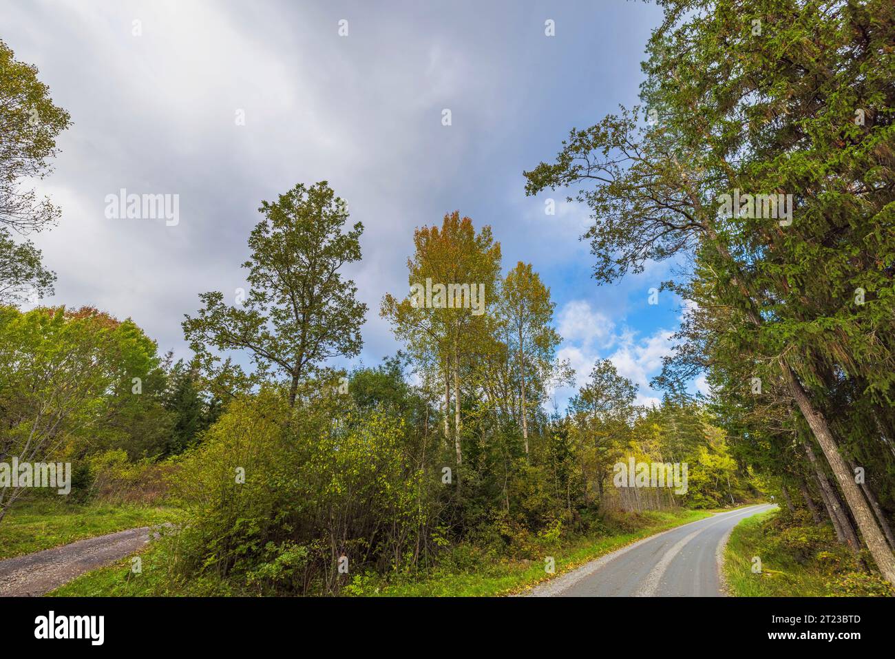 Stunning forest landscape with two parallel roads winding through lush ...