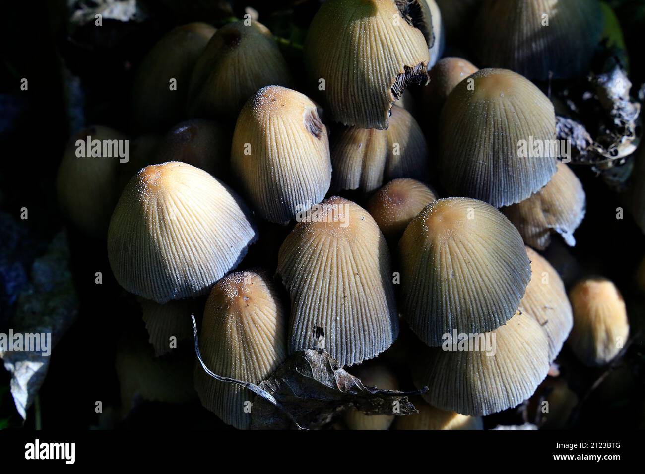 Small toadstools, woodland fungi,uk, 2023 Stock Photo - Alamy