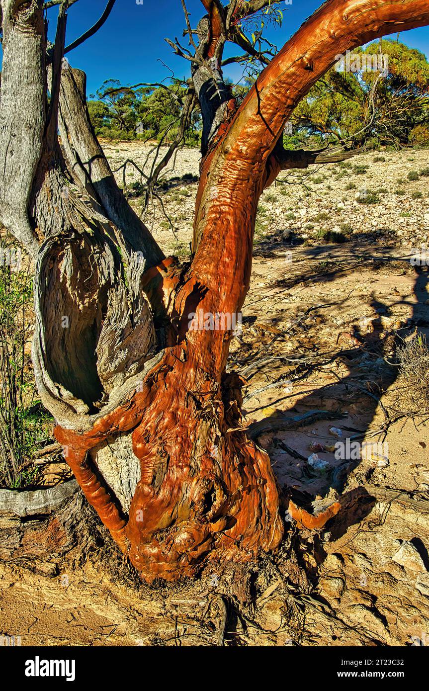 Trunk of a gnarled old eucalyptus tree with a gleaming, reddish bark in ...