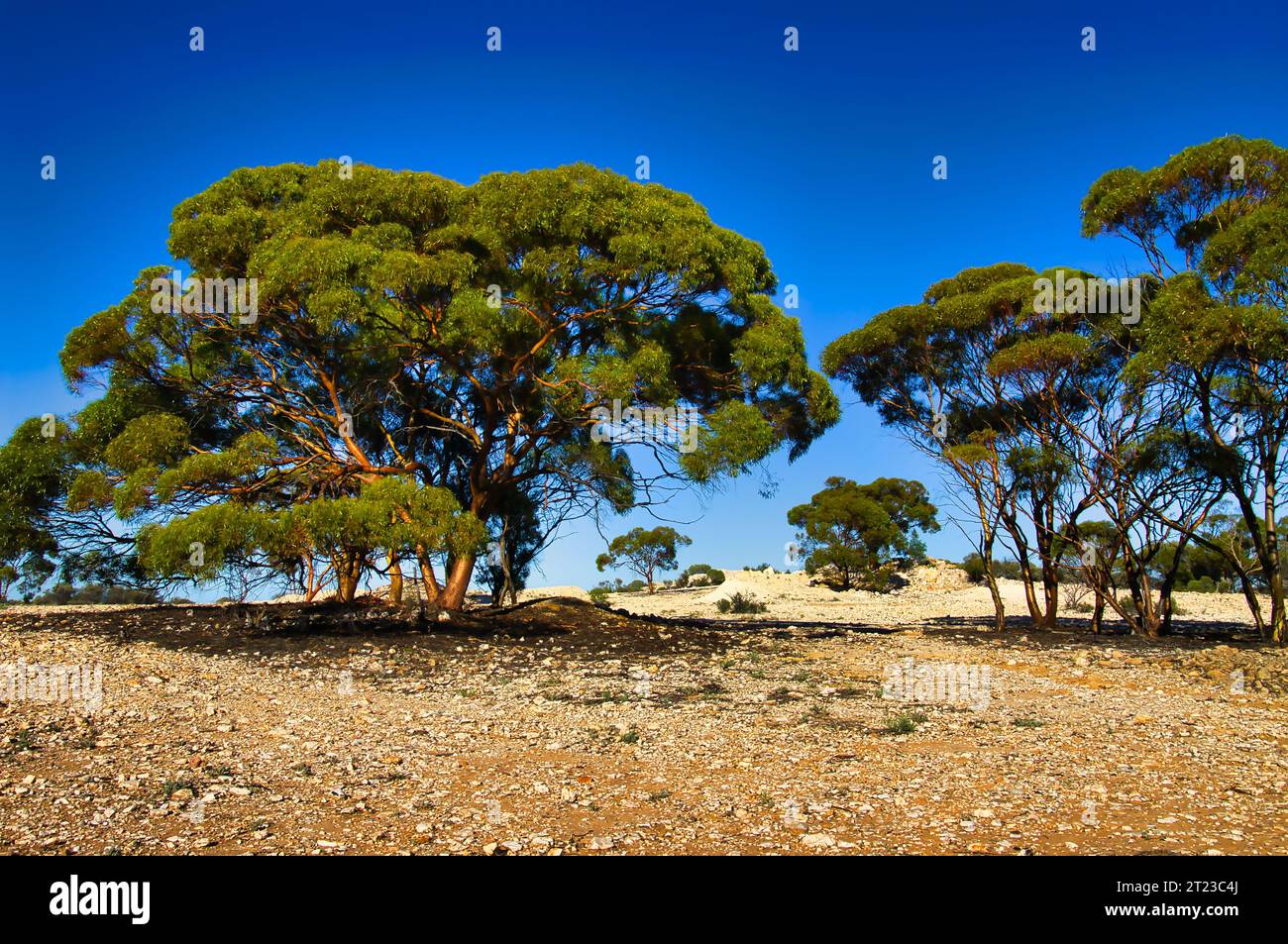 Tall, scattered eucalyptus trees in a dry, quartz desert. Western ...