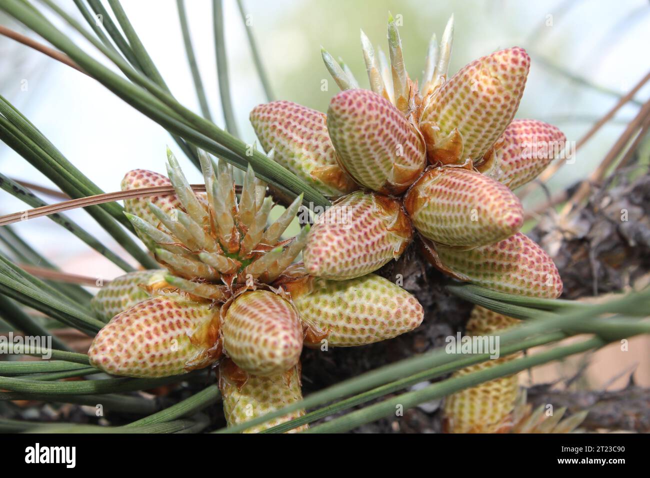 A vibrant display of lush botanical life is seen here, with young ...