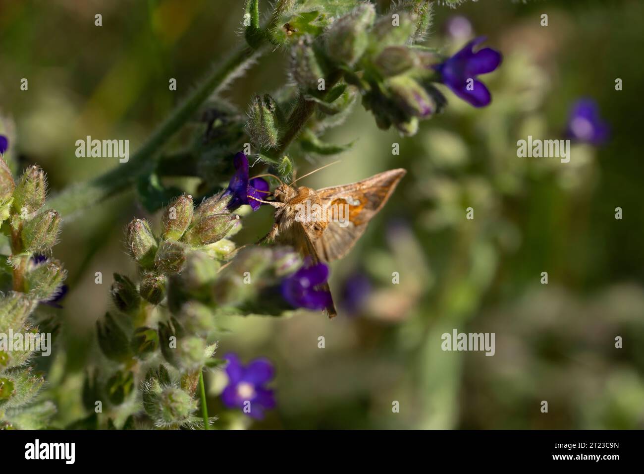 Macdunnoughia confusa Family Noctuidae Genus Macdunnoughia Dewick's ...