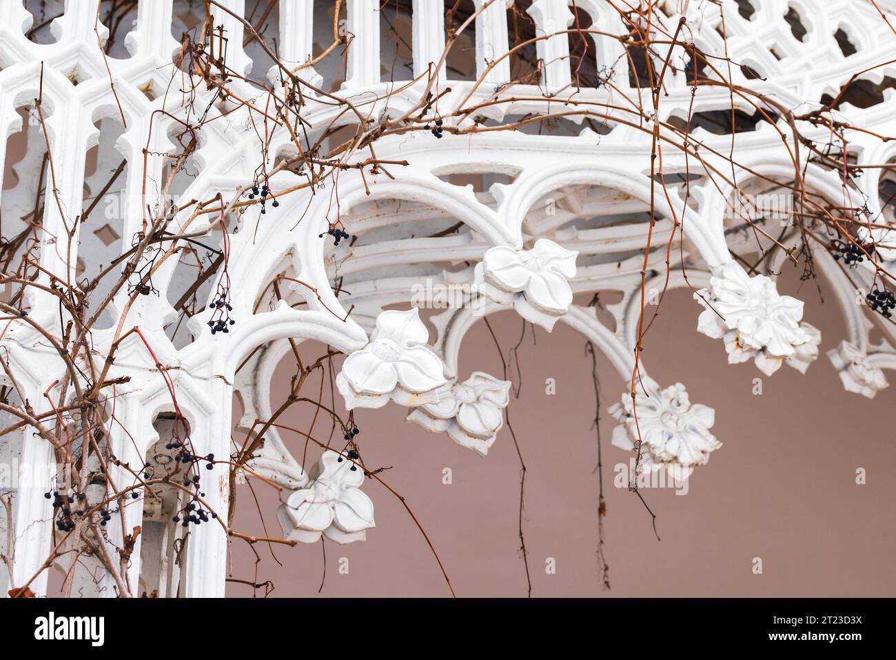 Vintage forged iron, white ornamental arch decoration with dry vine on ...