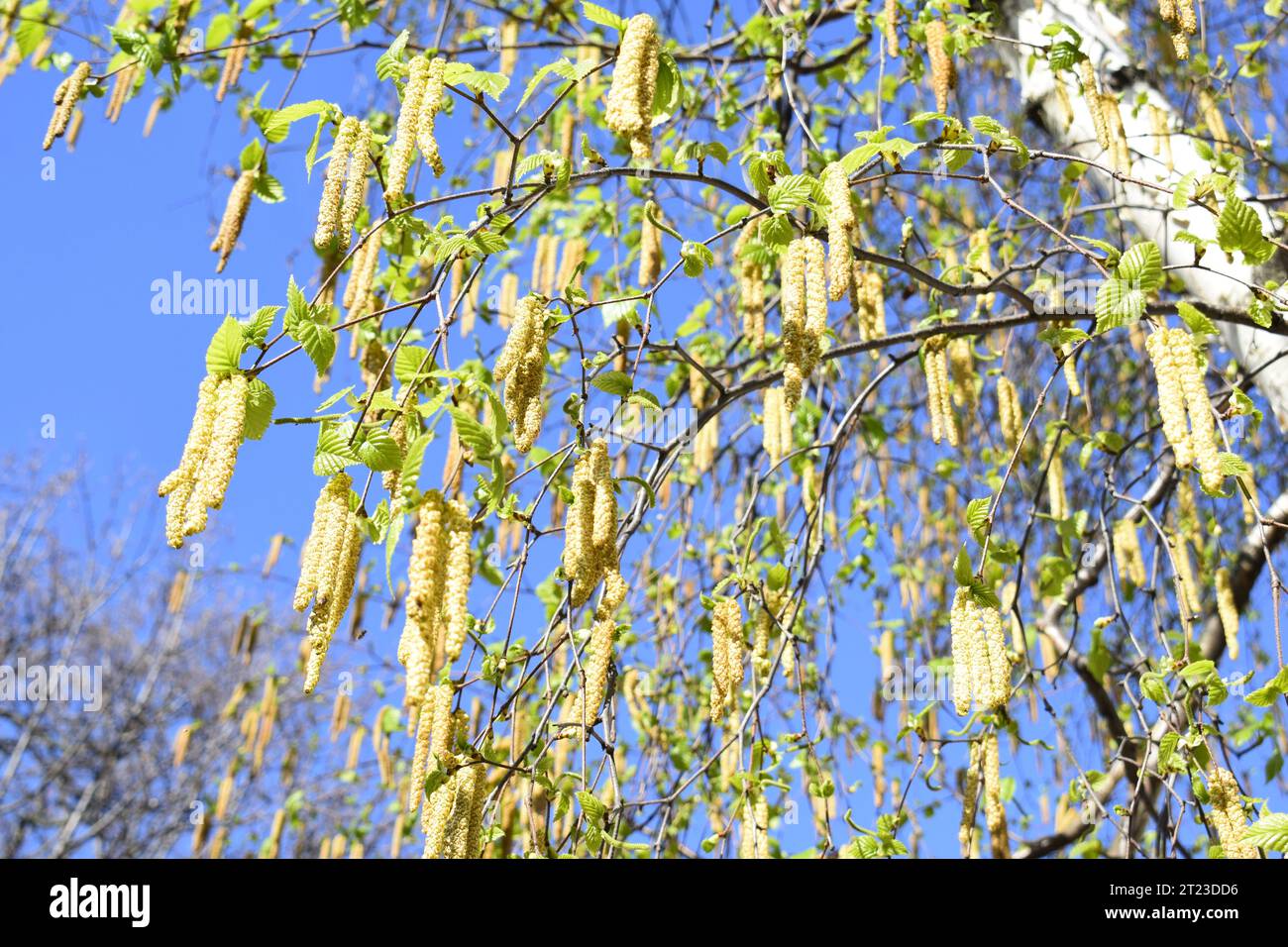 Male catkins of birch (Betula) tree in spring Stock Photo - Alamy
