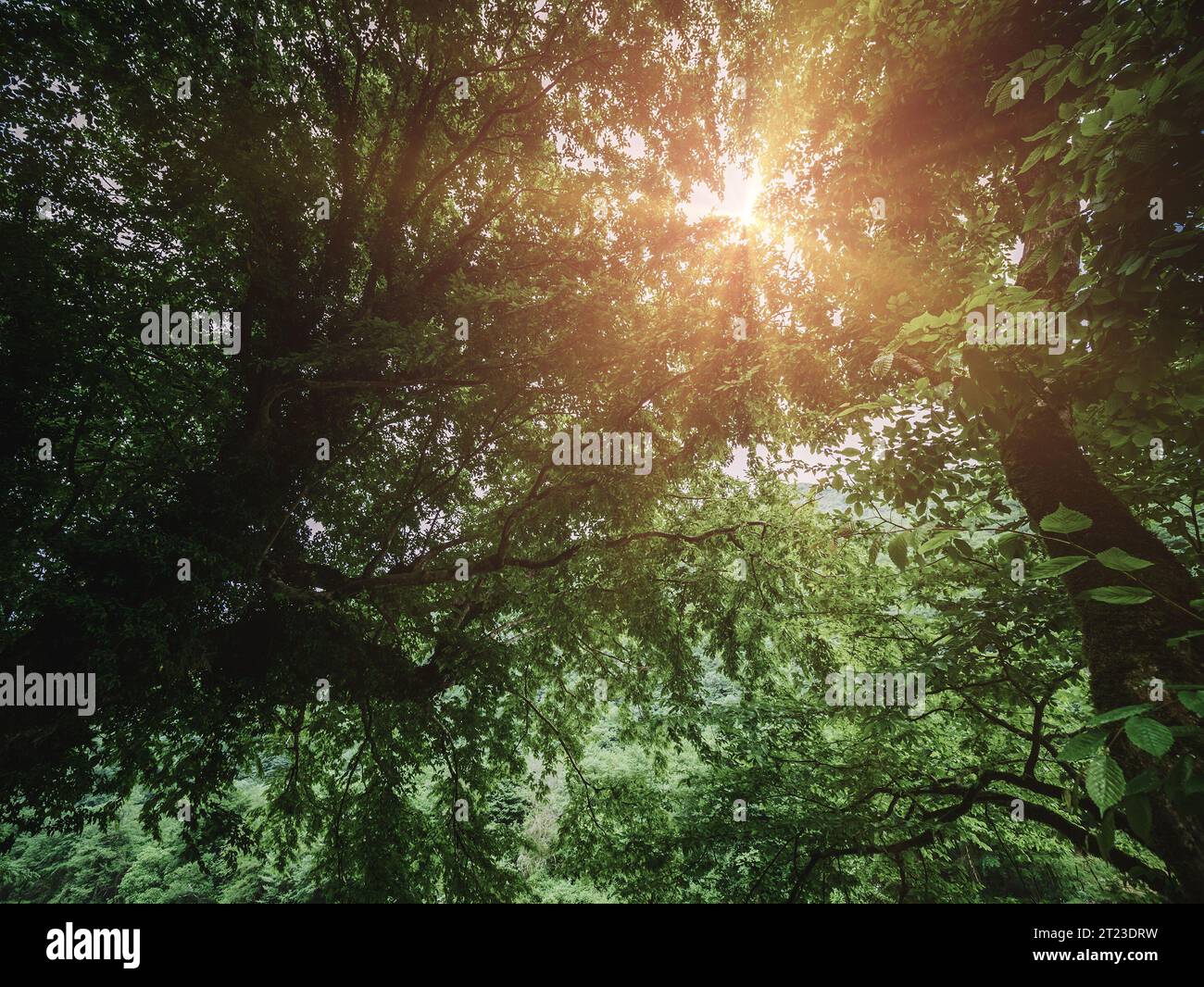 Sun in forest trees Stock Photo - Alamy