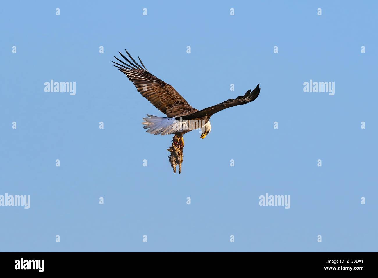 A Bald Eagle with a freshly caught rabbit in its talons, looks down to ...