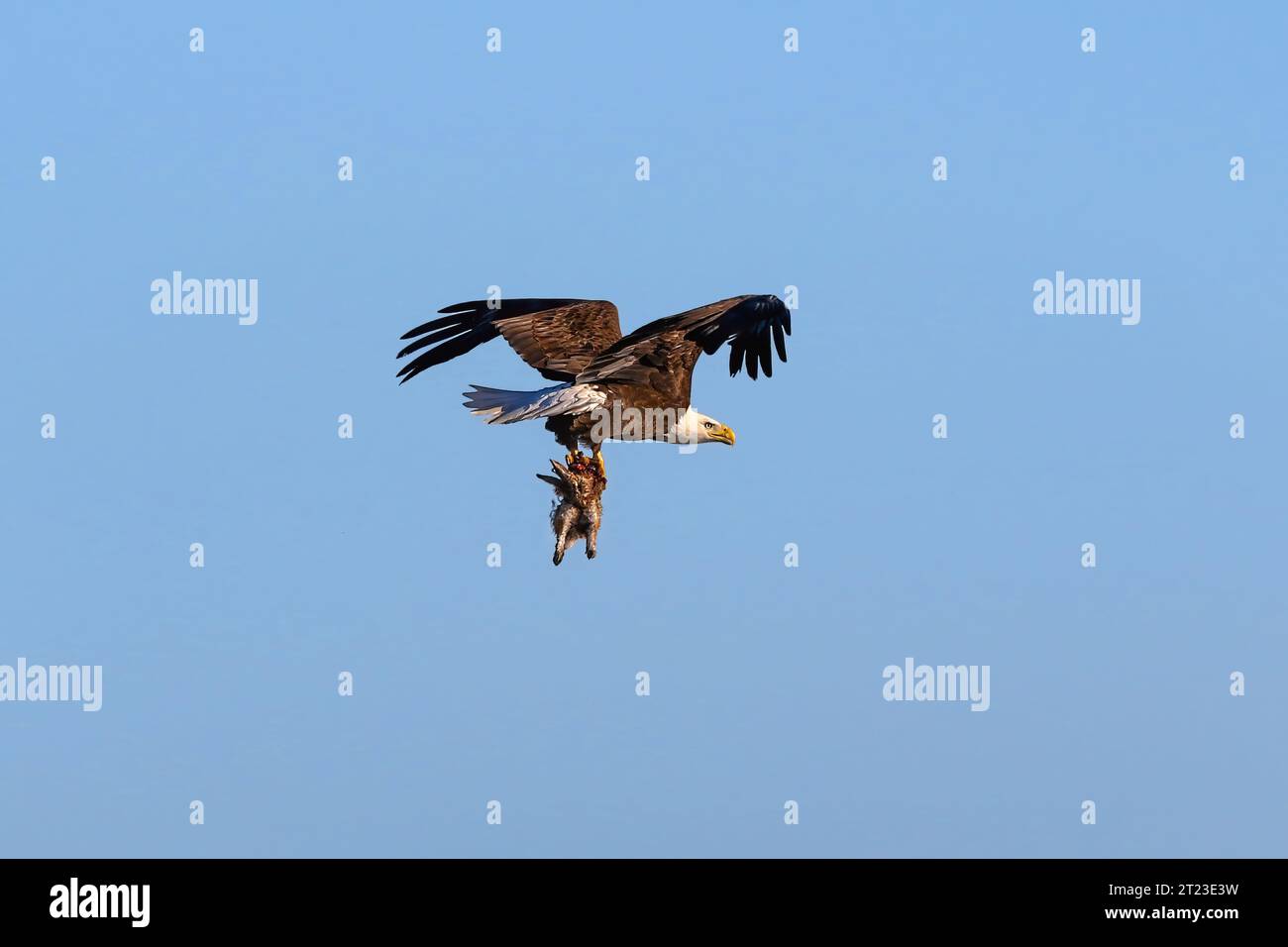 A Bald Eagle flying with a freshly caught rabbit tightly in its grip ...
