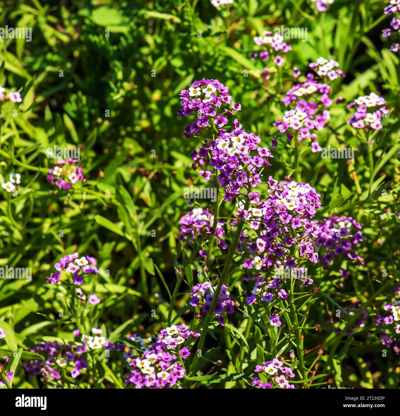 Purple and white flowers of Lobularia maritima. Alyssum maritimum ...