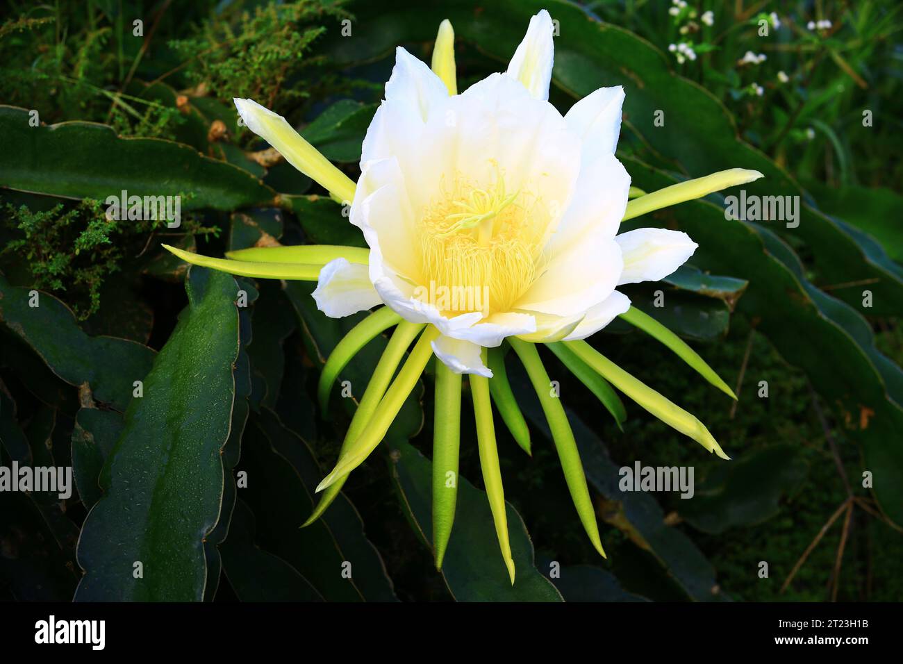 Flower of Dragon Fruit or Pitaya,white with yellow Pitaya flower ...