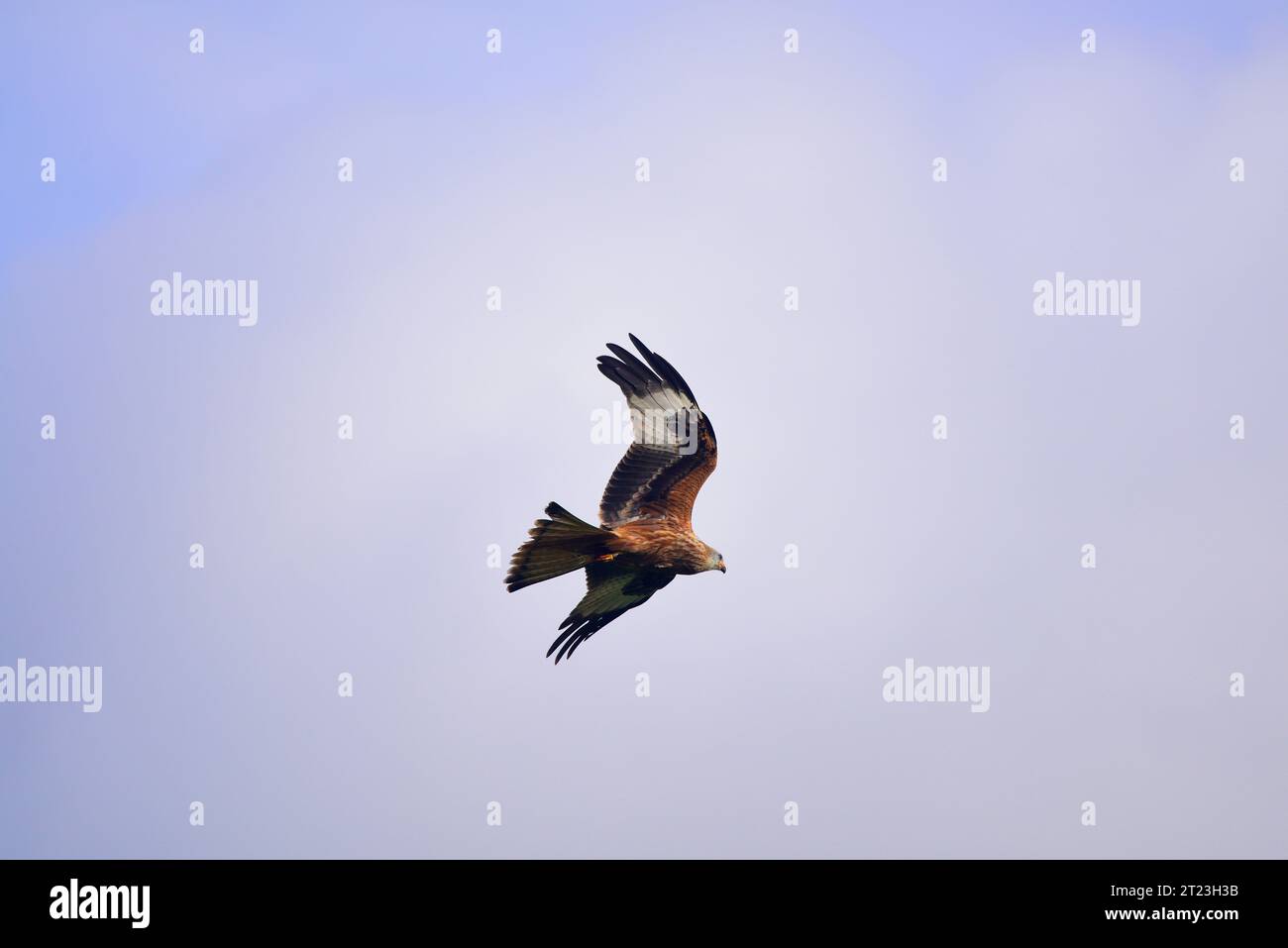 Red kite Milvus milvus Stock Photo - Alamy