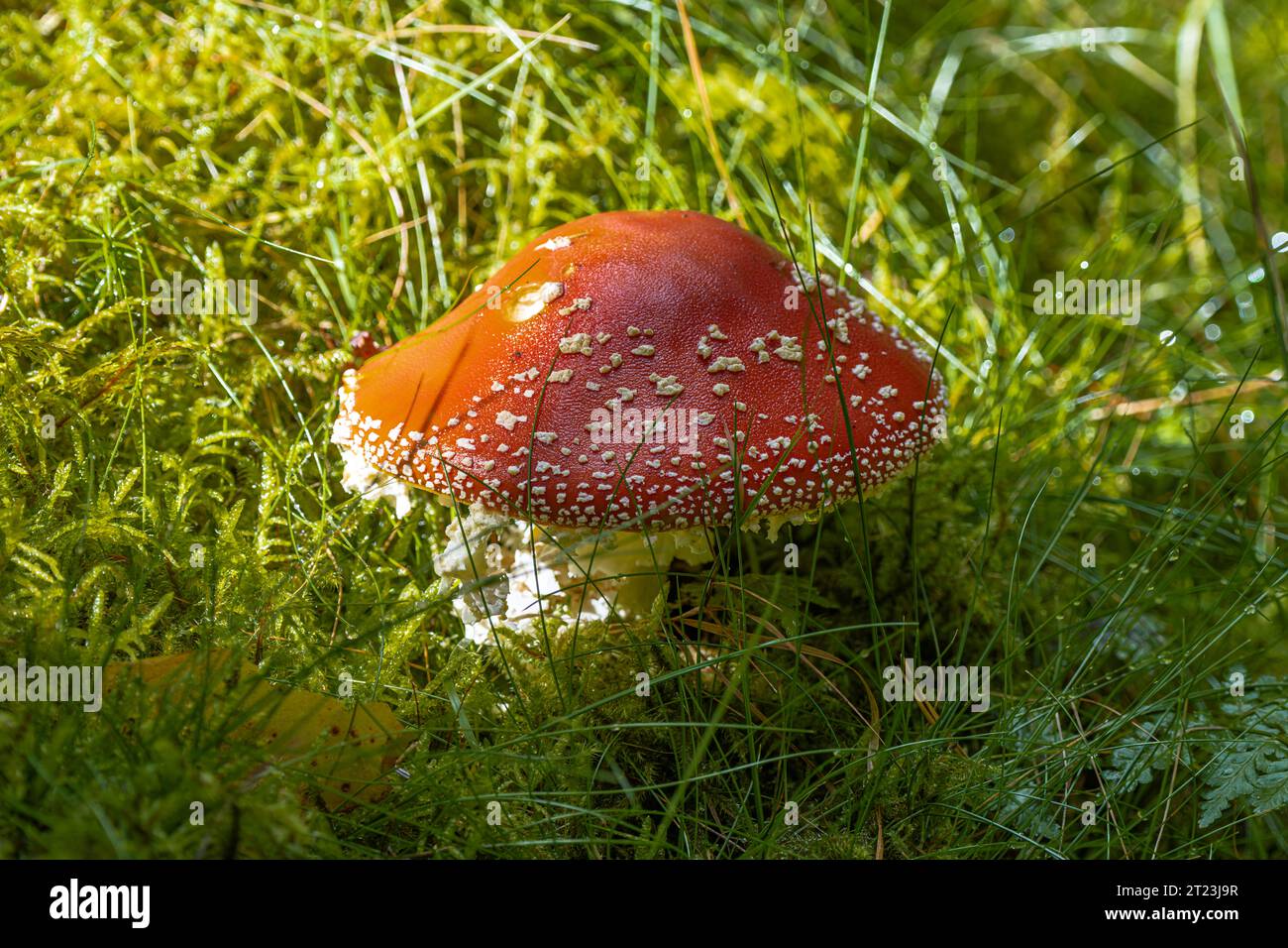 Closeup of a bright and shiny red Amanita Muscaria mushroom, a very ...