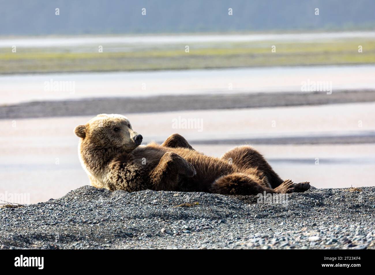 Adult grizzly bear, Ursus arctos horribilis, resting on his back in the black sandy beach of ...