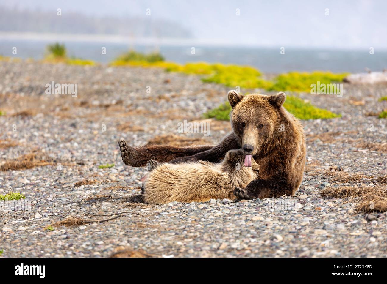 Mother grizzly bear, Ursus arctos horribilis, grooming her babby cub on ...